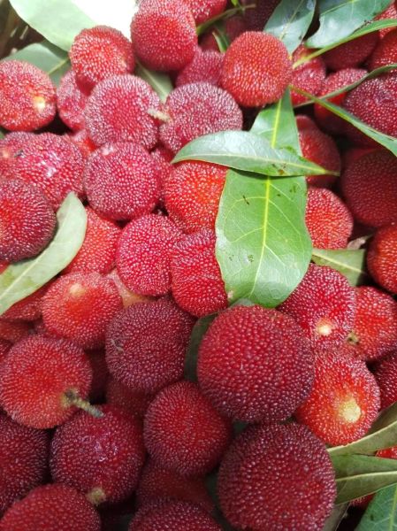 杨梅图片大全哪里找_如何辨别真实杨梅照片-第2张图片-山城妙识