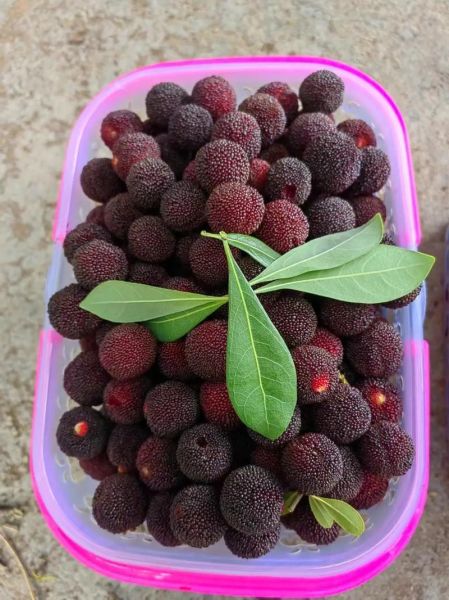 杨梅图片大全哪里找_如何辨别真实杨梅照片-第1张图片-山城妙识