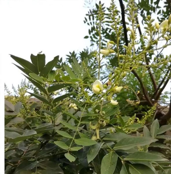 槐花的气味像什么_槐花香味能持续多久-第1张图片-山城妙识