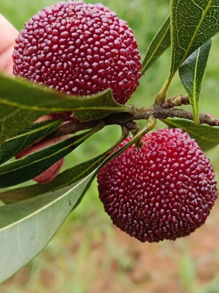 杨梅图片大全哪里找_如何辨别真实杨梅照片-第3张图片-山城妙识