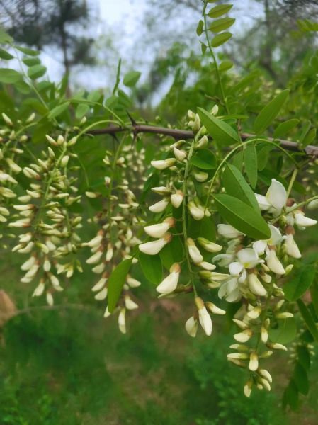 槐花的气味像什么_槐花香味能持续多久-第2张图片-山城妙识
