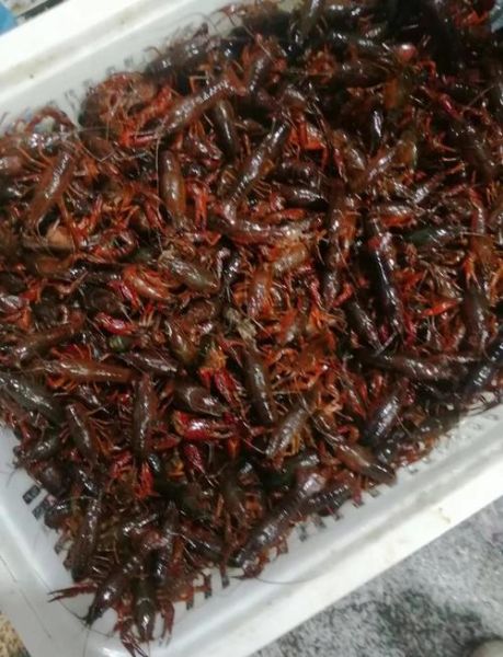 龙虾怎么洗_小苏打清洗龙虾正确步骤-第1张图片-山城妙识
