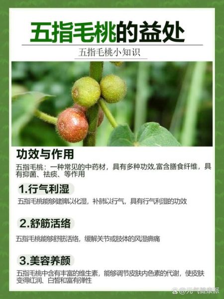 毛桃的营养价值_毛桃的功效与作用-第1张图片-山城妙识