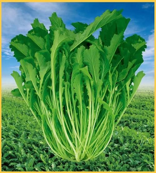 芥菜又叫什么菜_芥菜别名有哪些-第1张图片-山城妙识
