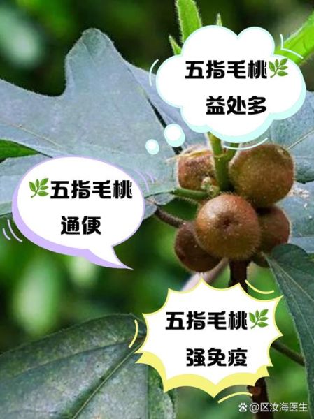 毛桃的营养价值_毛桃的功效与作用-第3张图片-山城妙识