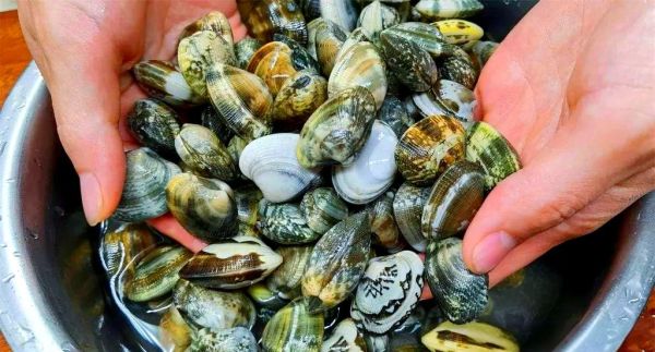 花蛤内脏怎么清洗_花蛤内脏清洗方法-第2张图片-山城妙识