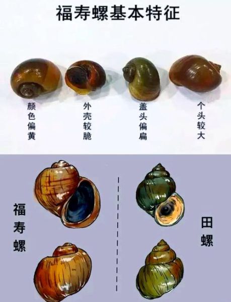 中国常见淡水螺有哪些_如何区分福寿螺与田螺-第1张图片-山城妙识