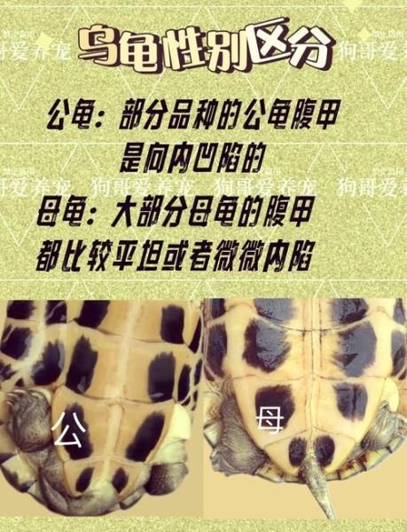 巴西龟长什么样子_巴西龟外形特征图解-第1张图片-山城妙识