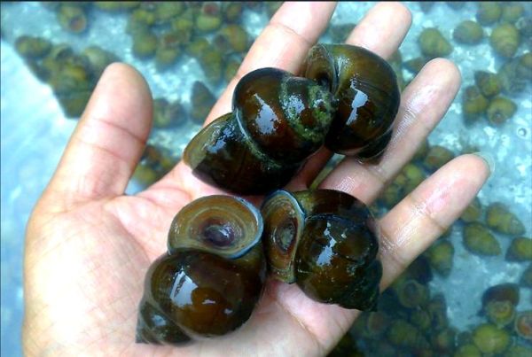 中国常见淡水螺有哪些_如何区分福寿螺与田螺-第3张图片-山城妙识