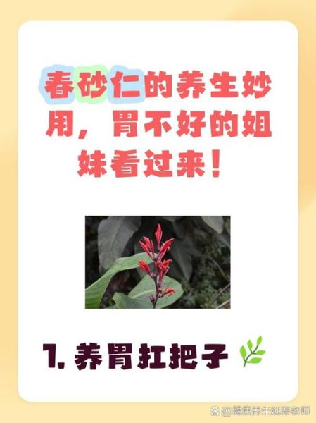 春砂仁的功效与作用_春砂仁怎么吃效果好-第3张图片-山城妙识 春砂仁的功效与作用_春砂仁怎么吃效果好-第3张图片-山城妙识