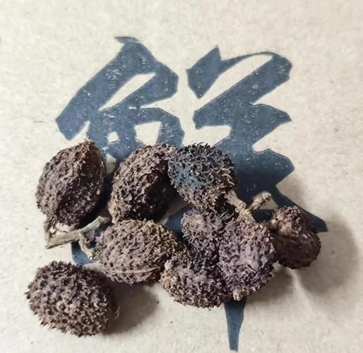 春砂仁的功效与作用_春砂仁怎么吃效果好-第1张图片-山城妙识 春砂仁的功效与作用_春砂仁怎么吃效果好-第1张图片-山城妙识