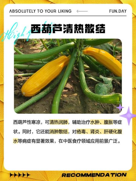 西胡瓜的功效与作用_西胡瓜的禁忌人群-第1张图片-山城妙识