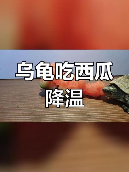 乌龟可以吃哪些水果_乌龟吃水果注意事项-第3张图片-山城妙识