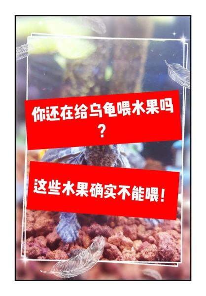 乌龟可以吃哪些水果_乌龟吃水果注意事项-第1张图片-山城妙识