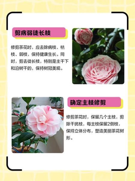 采花技巧有哪些_如何正确采花不伤根-第2张图片-山城妙识 采花技巧有哪些_如何正确采花不伤根-第2张图片-山城妙识