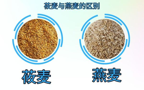 莜麦是什么_莜麦和燕麦的区别-第3张图片-山城妙识