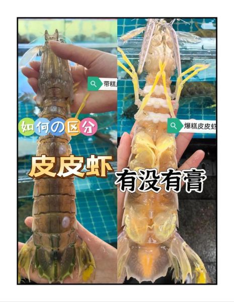 盒装冷冻皮皮虾骗局揭秘_如何辨别真假-第1张图片-山城妙识