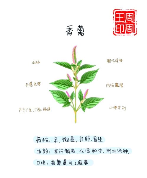香薷图片长什么样_香薷与薄荷怎么区分-第2张图片-山城妙识