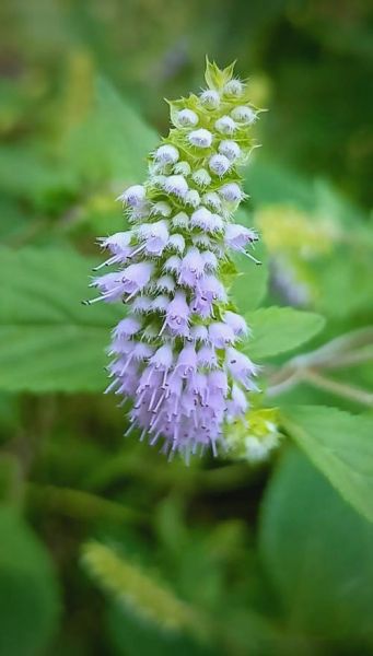 香薷图片长什么样_香薷与薄荷怎么区分-第3张图片-山城妙识