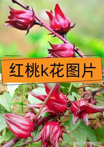 红桃k图片_红桃k象征什么-第1张图片-山城妙识