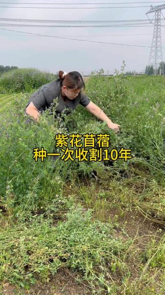 紫花苜蓿怎么种_紫花苜蓿种植时间和方法-第2张图片-山城妙识