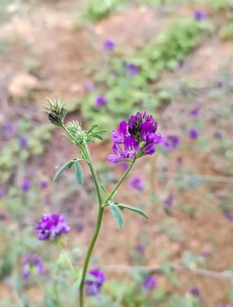 紫花苜蓿怎么种_紫花苜蓿种植时间和方法-第3张图片-山城妙识