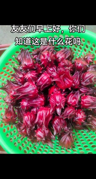 红桃k图片_红桃k象征什么-第3张图片-山城妙识