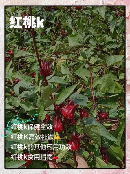 红桃k图片_红桃k象征什么-第2张图片-山城妙识