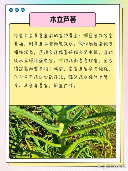 哪种芦荟可以食用_可食用芦荟品种及辨别方法-第2张图片-山城妙识