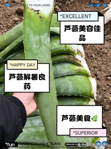 哪种芦荟可以食用_可食用芦荟品种及辨别方法-第3张图片-山城妙识