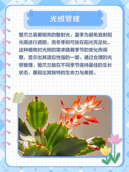 毛蟹爪兰怎么读_毛蟹爪兰养护技巧-第1张图片-山城妙识