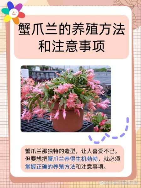 毛蟹爪兰怎么读_毛蟹爪兰养护技巧-第2张图片-山城妙识