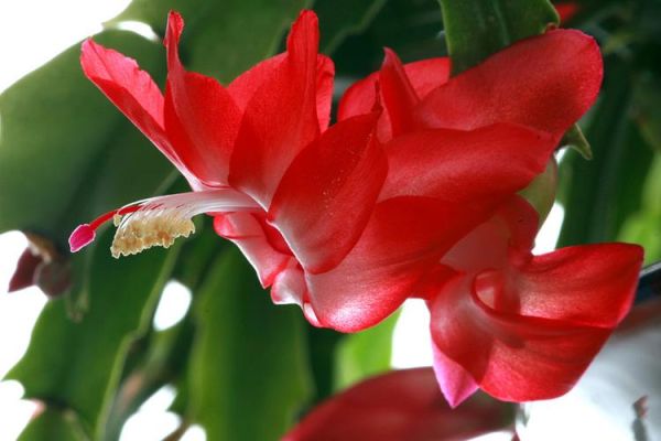 毛蟹爪兰怎么读_毛蟹爪兰养护技巧-第3张图片-山城妙识