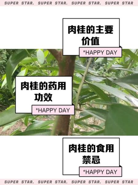 肉桂降血糖吗_肉桂的功效与作用-第1张图片-山城妙识