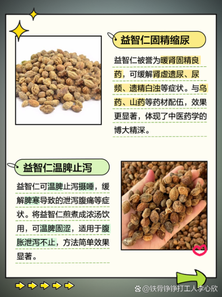 益智仁的功效与作用_益智仁怎么吃效果最好-第1张图片-山城妙识