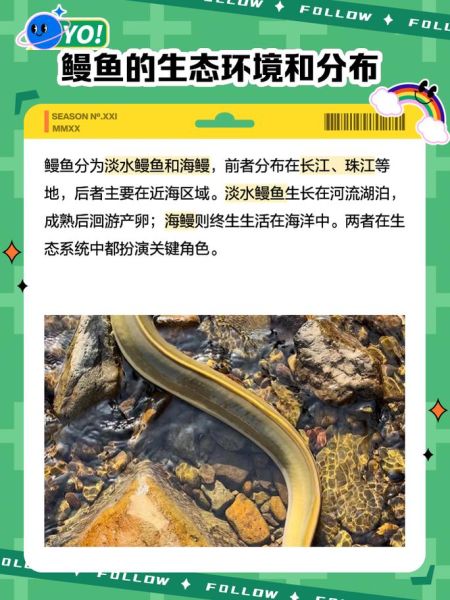 淡水河鳗鱼多少钱一斤_淡水河鳗鱼价格行情-第3张图片-山城妙识