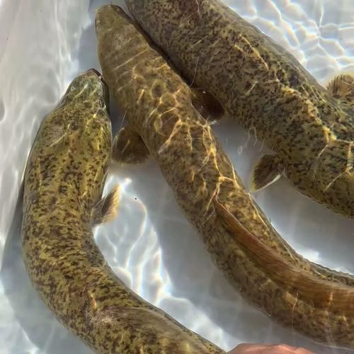 淡水河鳗鱼多少钱一斤_淡水河鳗鱼价格行情-第1张图片-山城妙识