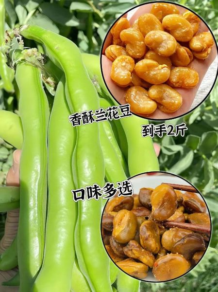 兰花豆怎么炒才脆_兰花豆的营养价值-第1张图片-山城妙识