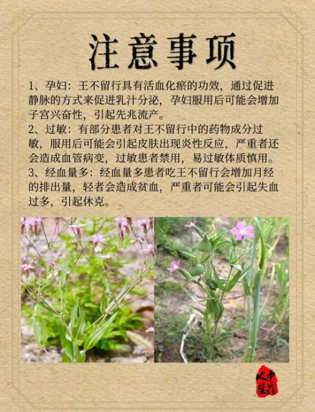 王不留行的功效与作用_王不留行怎么吃-第1张图片-山城妙识