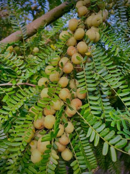 油柑子的功效与作用_油柑子怎么吃效果最好-第3张图片-山城妙识