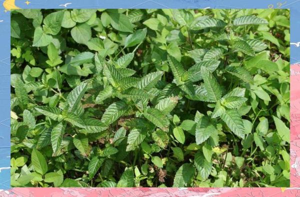 凉粉草图片大全大图_凉粉草长什么样-第3张图片-山城妙识