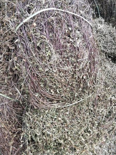 凉粉草图片大全大图_凉粉草长什么样-第2张图片-山城妙识