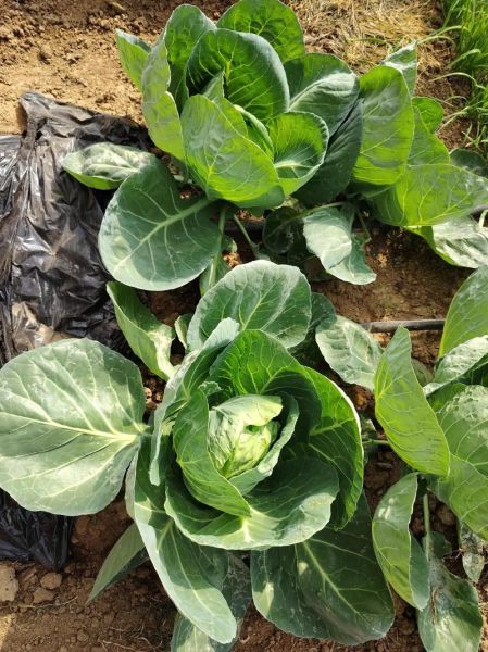 卷心菜怎么保存时间长_卷心菜图片识别技巧-第1张图片-山城妙识