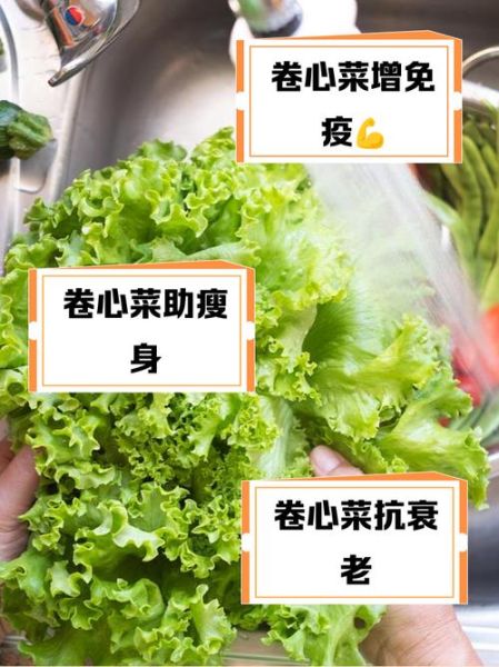 卷心菜怎么保存时间长_卷心菜图片识别技巧-第3张图片-山城妙识