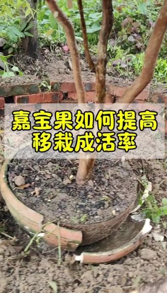 水果沙拉树是什么_怎么在家种-第1张图片-山城妙识 水果沙拉树是什么_怎么在家种-第1张图片-山城妙识