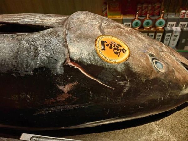 蓝鳍金枪鱼2000万人民_为什么这么贵-第3张图片-山城妙识