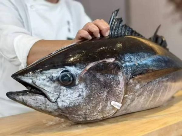 蓝鳍金枪鱼2000万人民_为什么这么贵-第1张图片-山城妙识