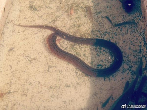 蛇为什么怕黄鳝_黄鳝对蛇的威胁有多大-第2张图片-山城妙识