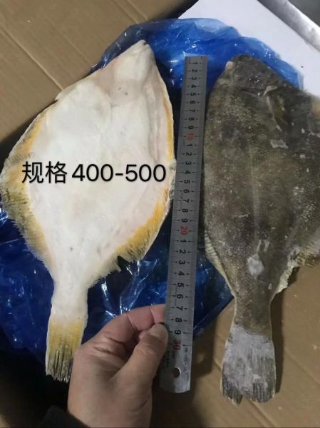 碟鱼多少钱一斤_碟鱼价格为什么波动大-第2张图片-山城妙识