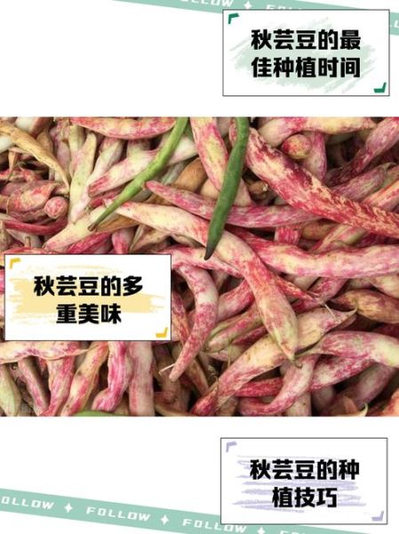 芸豆熟没熟_如何判断芸豆是否熟透-第2张图片-山城妙识